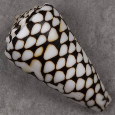 shellauction.net :: Conus marmoreus - 3652494