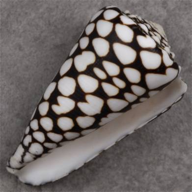 shellauction.net :: Conus marmoreus - 3652501
