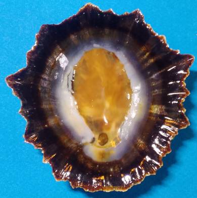 shellauction.net :: Cymbula oculus - 3652535