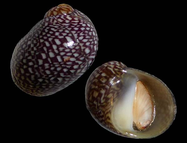 shellauction.net :: Theodoxus sp. - 3652542