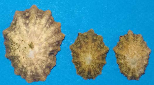 shellauction.net :: Cymbula oculus - 3652551