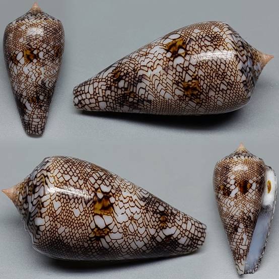 shellauction.net :: Conus abbas - 3652566