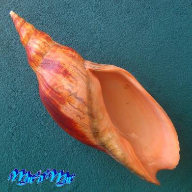 shellauction.net :: Adelomelon beckii - 3652609