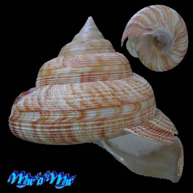 shellauction.net :: Perotrochus atlanticus - 3652625