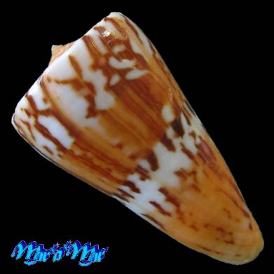 shellauction.net :: Conus riosi - 3652641