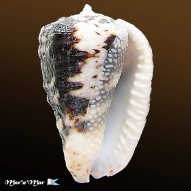 shellauction.net :: Morum bayeri - 3652647