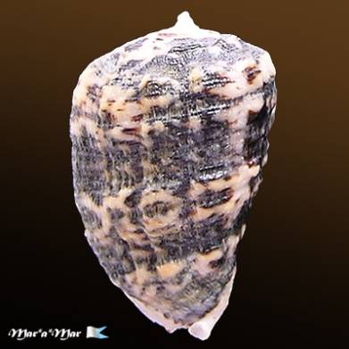 shellauction.net :: Morum bayeri - 3652647