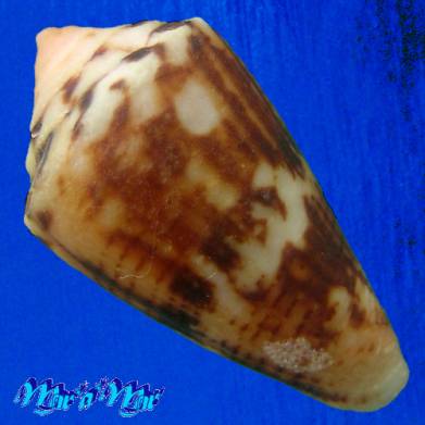 shellauction.net :: Conus sp. - 3652652
