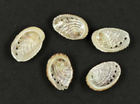 shellauction.net :: Haliotis jacnensis kershawi - 3652655