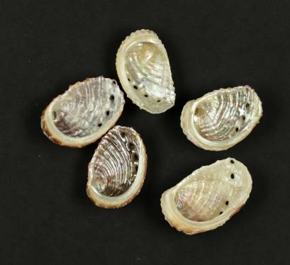 shellauction.net :: Haliotis jacnensis kershawi - 3652661