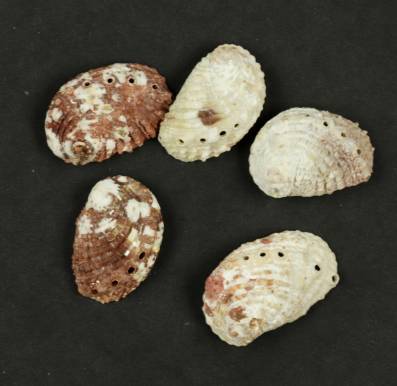 shellauction.net :: Haliotis jacnensis kershawi - 3652661