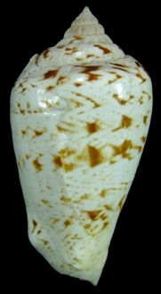 shellauction.net :: Strombus decorus decorus - 3652672