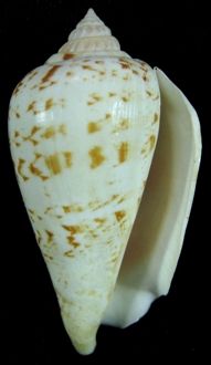 shellauction.net :: Strombus decorus decorus - 3652672