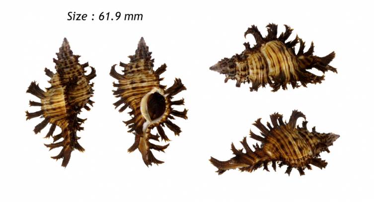 shellauction.net :: Chicoreus spiralatus - 3652703