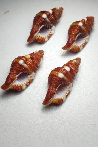 shellauction.net :: Cymatium rubeculum - 3652770