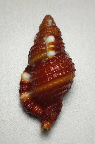 shellauction.net :: Cymatium rubeculum - 3652777