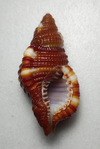 shellauction.net :: Cymatium rubeculum - 3652777