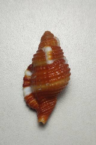 shellauction.net :: Cymatium rubeculum - 3652783