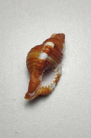 shellauction.net :: Cymatium rubeculum - 3652783