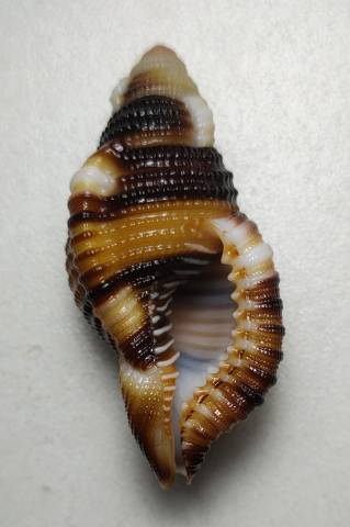 shellauction.net :: Septa flaveola - 3652797