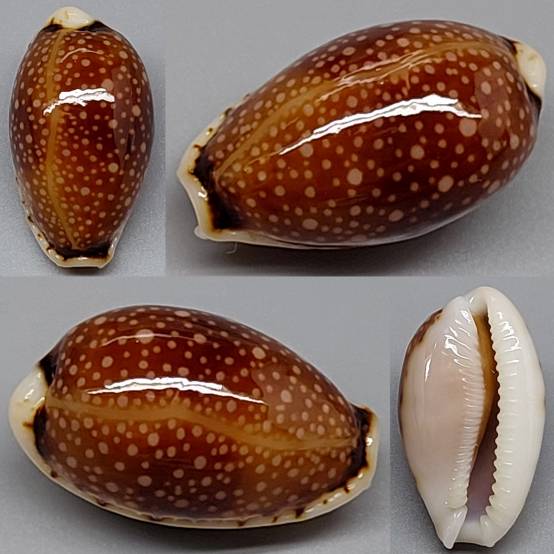 shellauction.net :: Naria labrolineata - 3652817