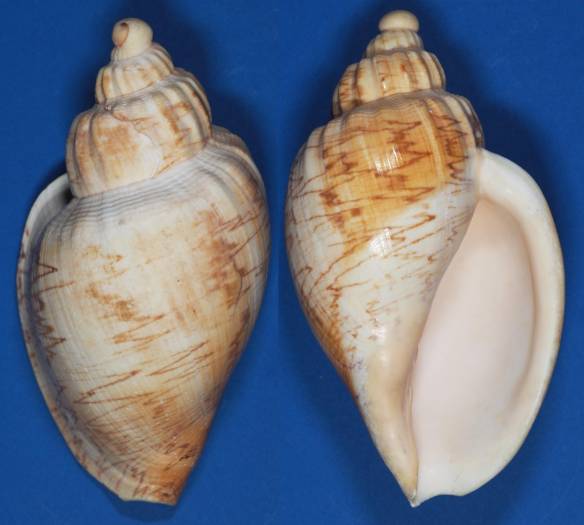 shellauction.net :: Livonia roadnightae - 3652857