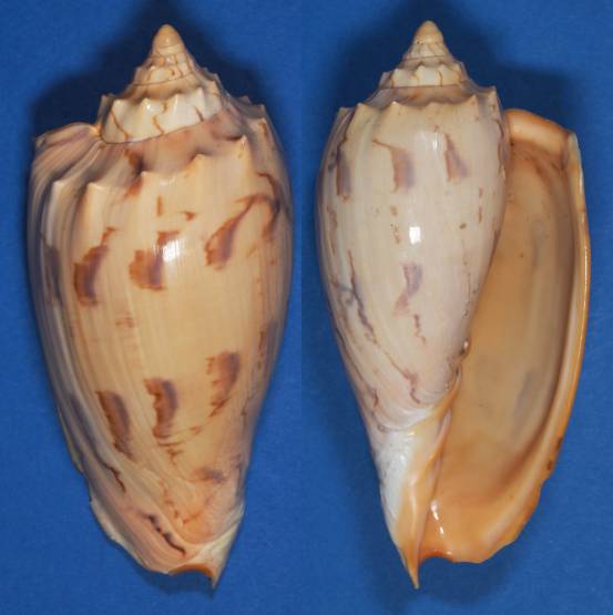 shellauction.net :: Amoria hunteri - 3652881