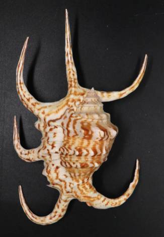 shellauction.net :: Harpago chiragra rugosus - 3653010