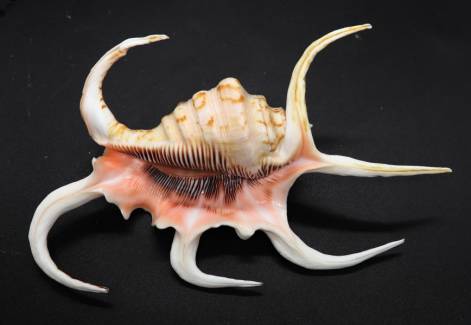 shellauction.net :: Harpago chiragra rugosus - 3653010