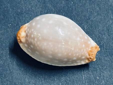 shellauction.net :: Cypraea limacina - 3653018