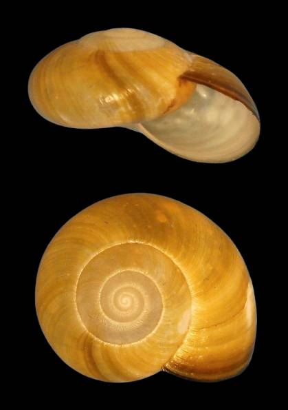 shellauction.net :: Mesomphix perlaevis - 3653102