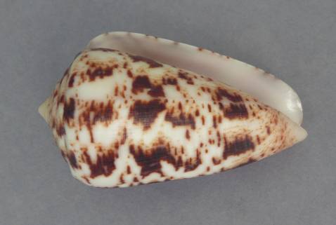 shellauction.net :: Conus zeylanicus - 3653117