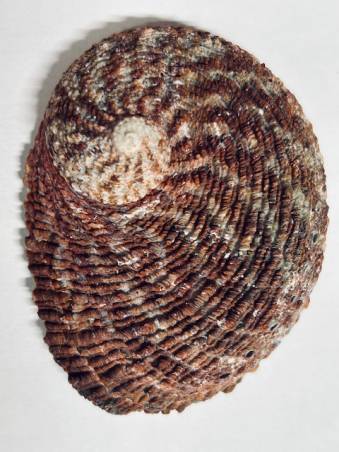 shellauction.net :: Haliotis roei - 3653120