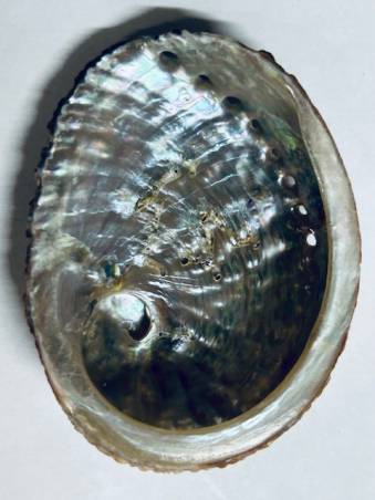 shellauction.net :: Haliotis roei - 3653120