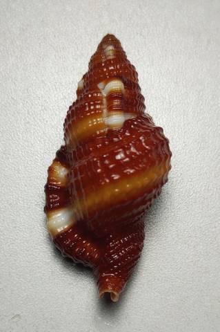 shellauction.net :: Cymatium rubeculum - 3653128