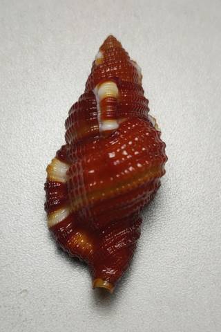 shellauction.net :: Cymatium rubeculum - 3653131