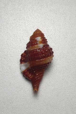 shellauction.net :: Septa bibbeyi - 3653142