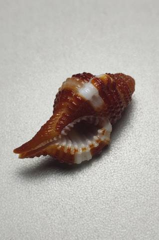 shellauction.net :: Septa bibbeyi - 3653142