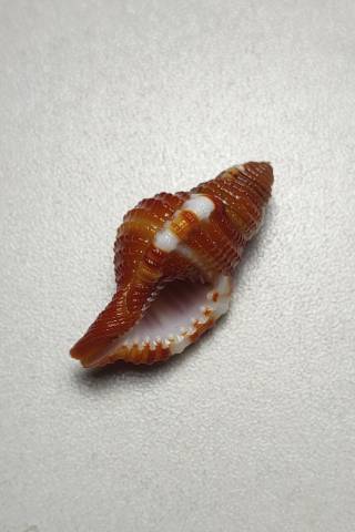 shellauction.net :: Septa rubecula - 3653173