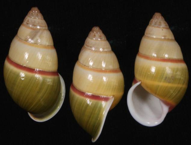 shellauction.net :: Amphidromus johnabbasi - 3653321