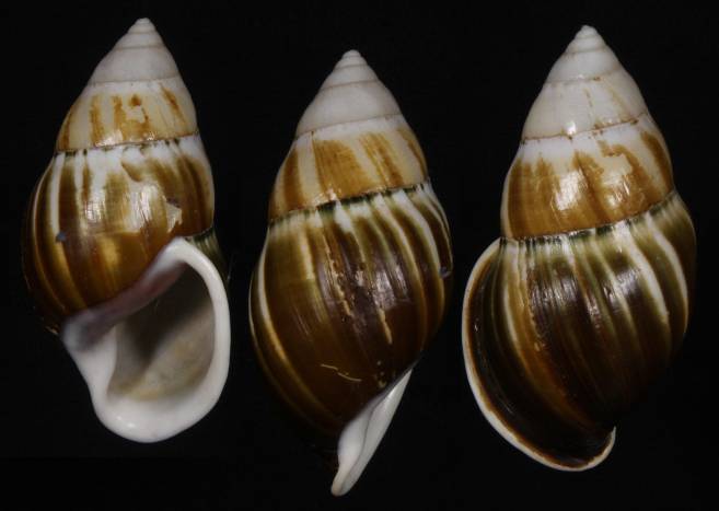 shellauction.net :: Amphidromus johnabbasi - 3653324