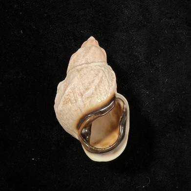 shellauction.net :: Auris melanostoma - 3653325