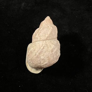 shellauction.net :: Auris melanostoma - 3653325