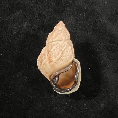 shellauction.net :: Auris melanostoma - 3653328