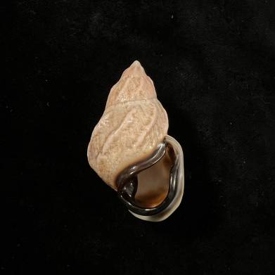 shellauction.net :: Auris melanostoma - 3653346