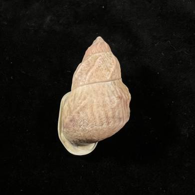 shellauction.net :: Auris melanostoma - 3653346