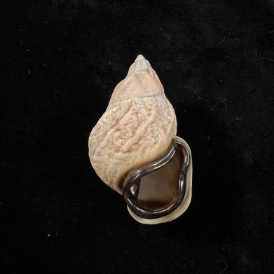 shellauction.net :: Auris melanostoma - 3653353