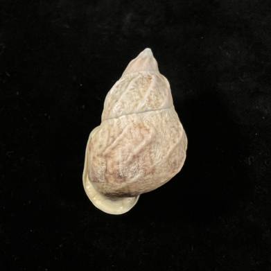 shellauction.net :: Auris melanostoma - 3653353