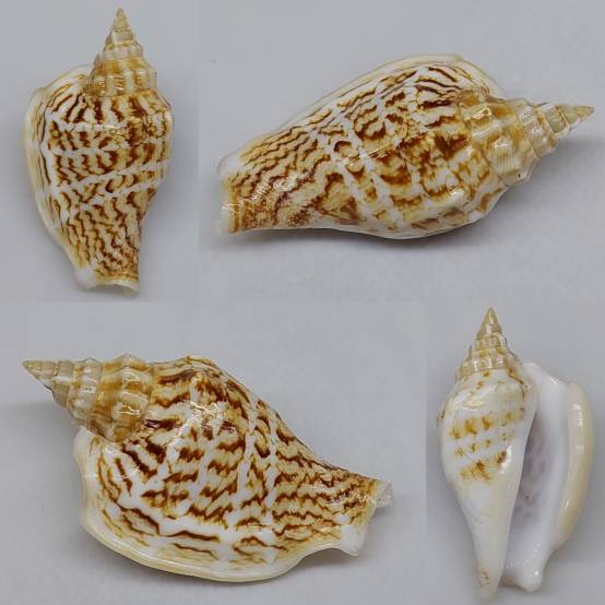 shellauction.net :: Ministrombus variabilis - 3653387