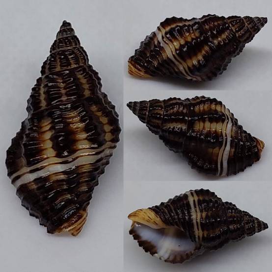 shellauction.net :: Pollia undosa - 3653485